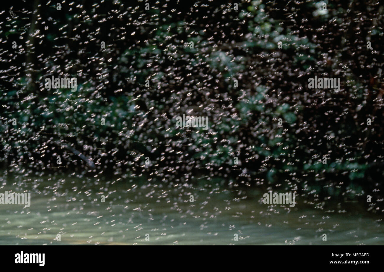 EMPID FLY hundreds mating in flight Species probably Hilara maura Stock ...