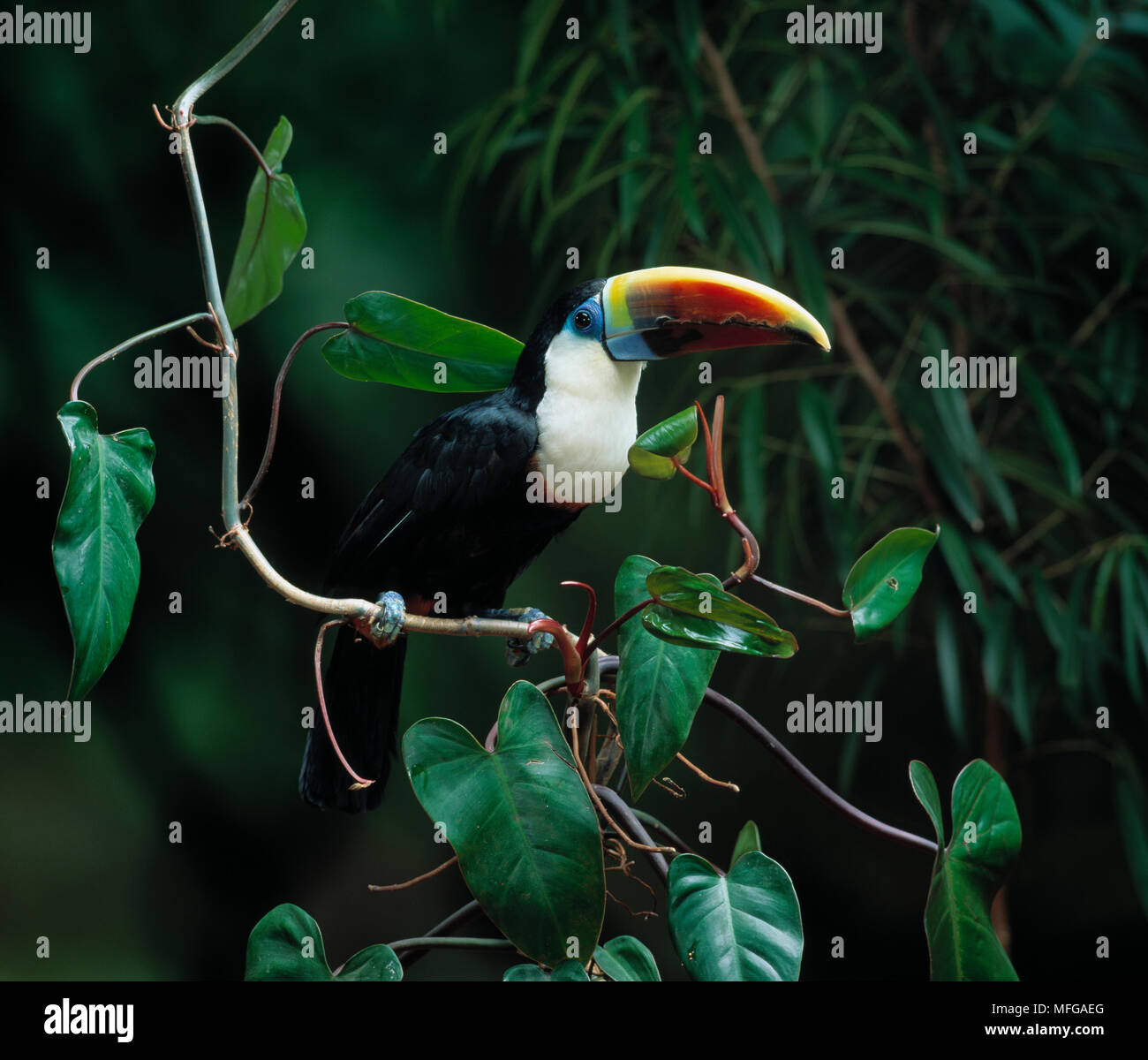Tucanus hi-res stock photography and images - Alamy