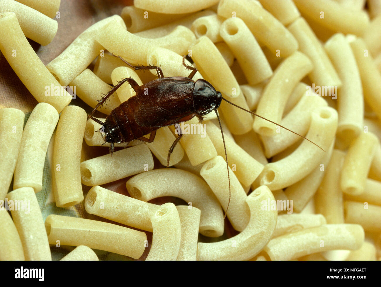 ORIENTAL COCKROACH Blatta orientalis Stock Photo - Alamy