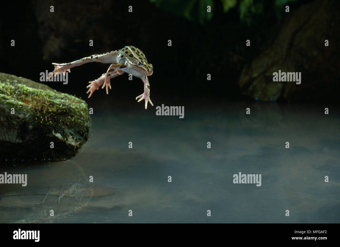 NORTHERN LEOPARD FROG leaping Rana pipiens Stock Photo - Alamy