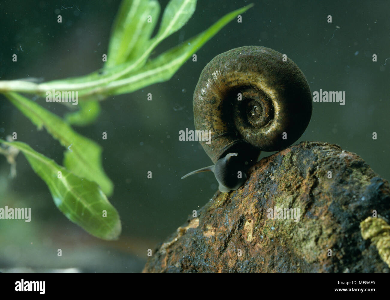 RAMSHORN SNAIL Planorbis corneus on submerged stone Stock Photo - Alamy