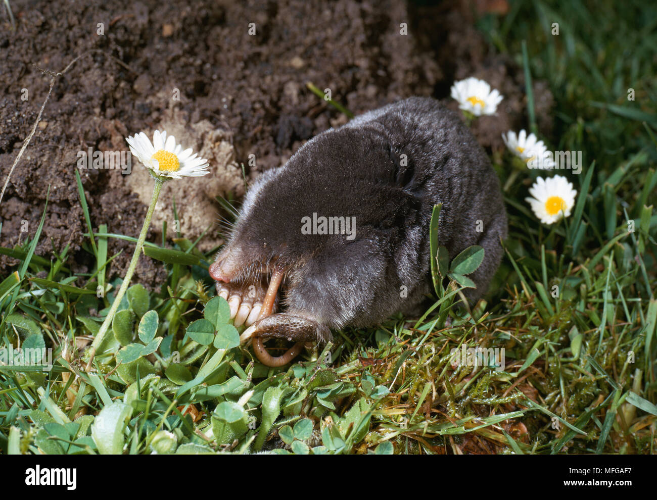 MOLE eating a worm Talpa europaea Stock Photo - Alamy