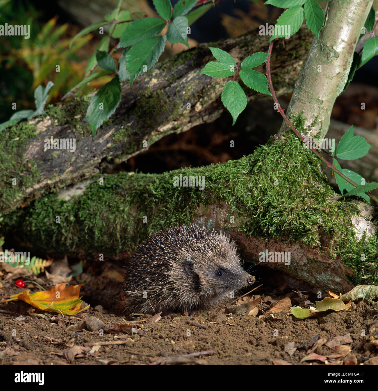 Uk hedgehog logs hi-res stock photography and images - Alamy