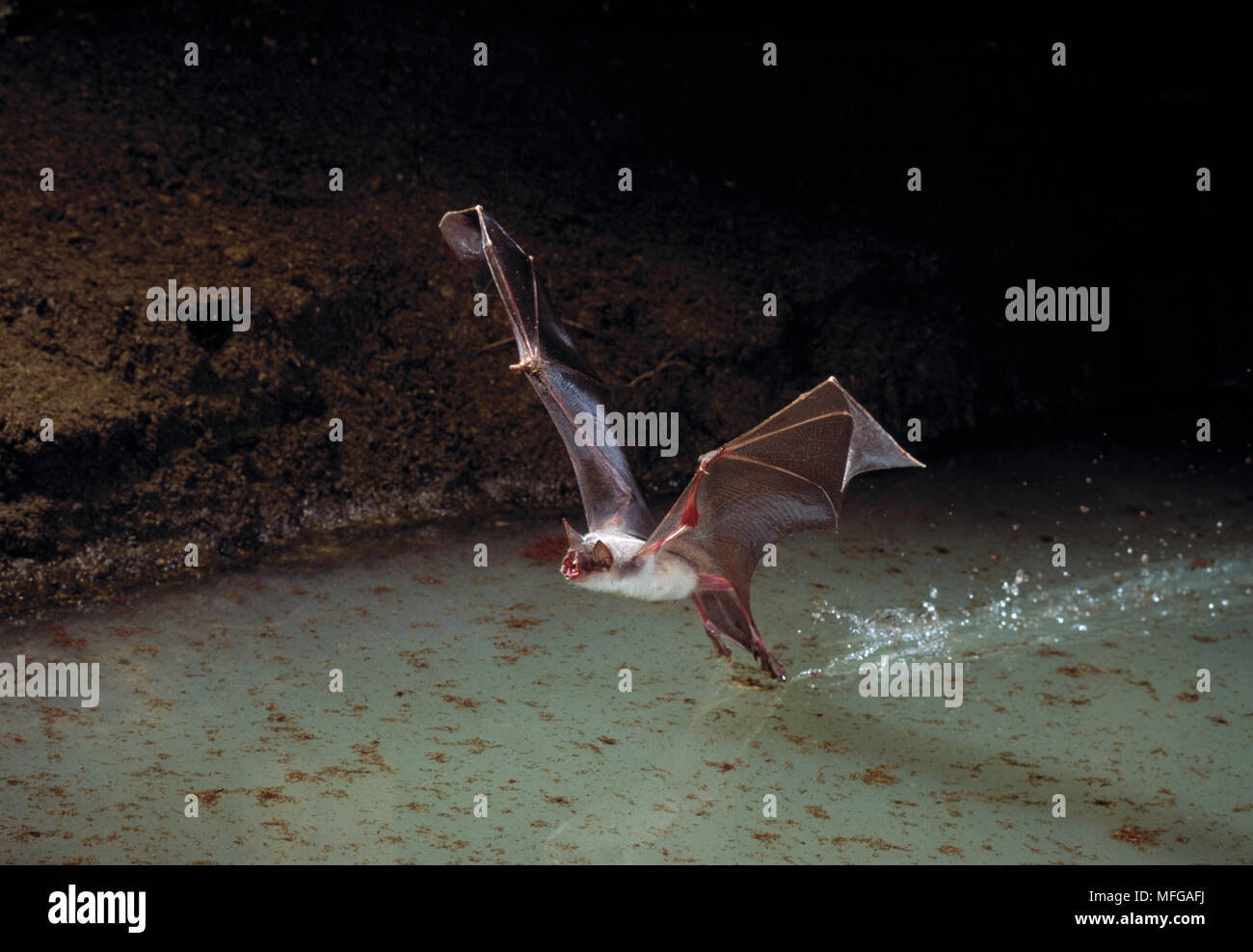 FISHING BAT fishing Noctilio leporinus Stock Photo - Alamy