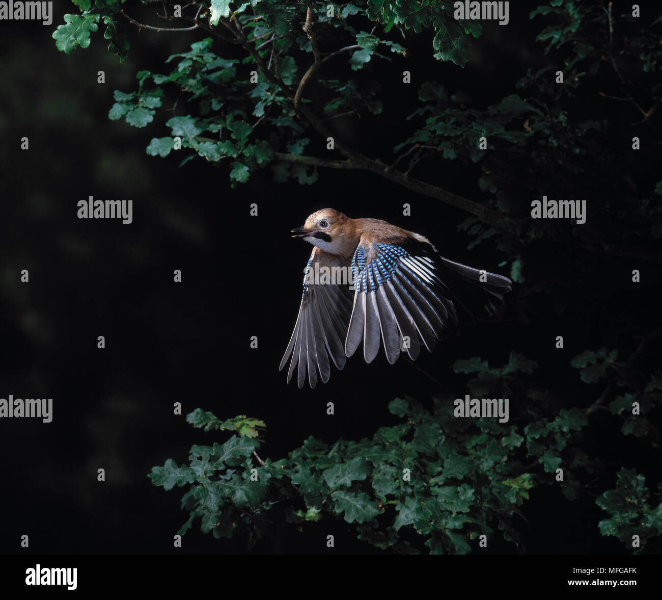JAY in flight in oakwood Garrulus glandarius Sussex, southern England ...