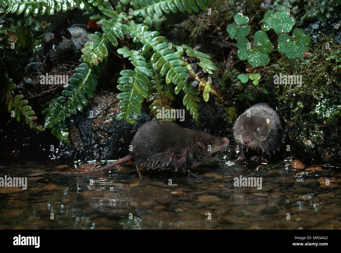 WATER SHREW Neomys fodiens two at water's edge Stock Photo - Alamy