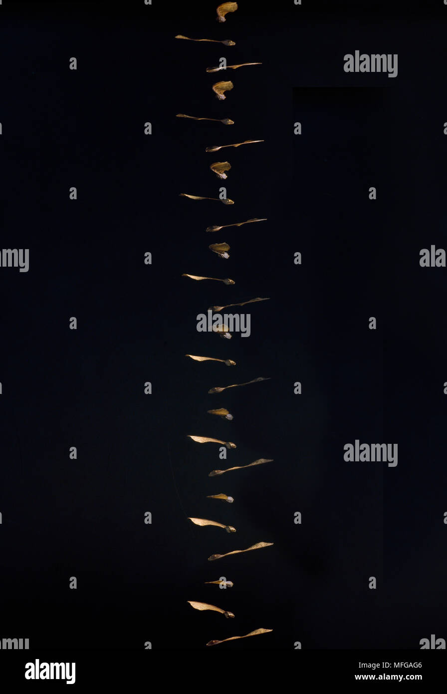 Maple Seed Falling High Resolution Stock Photography and Images - Alamy