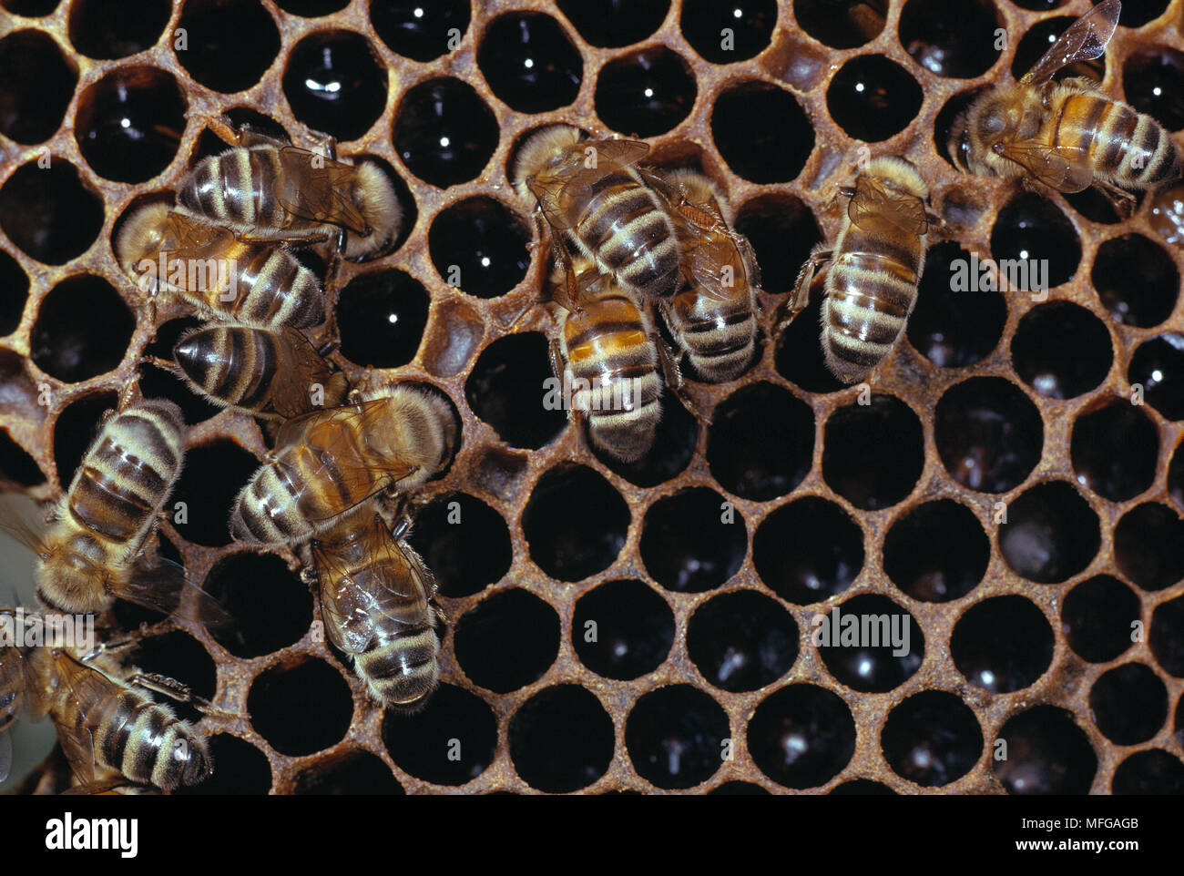 HONEYBEE workers Apis mellifera on brood comb Stock Photo - Alamy