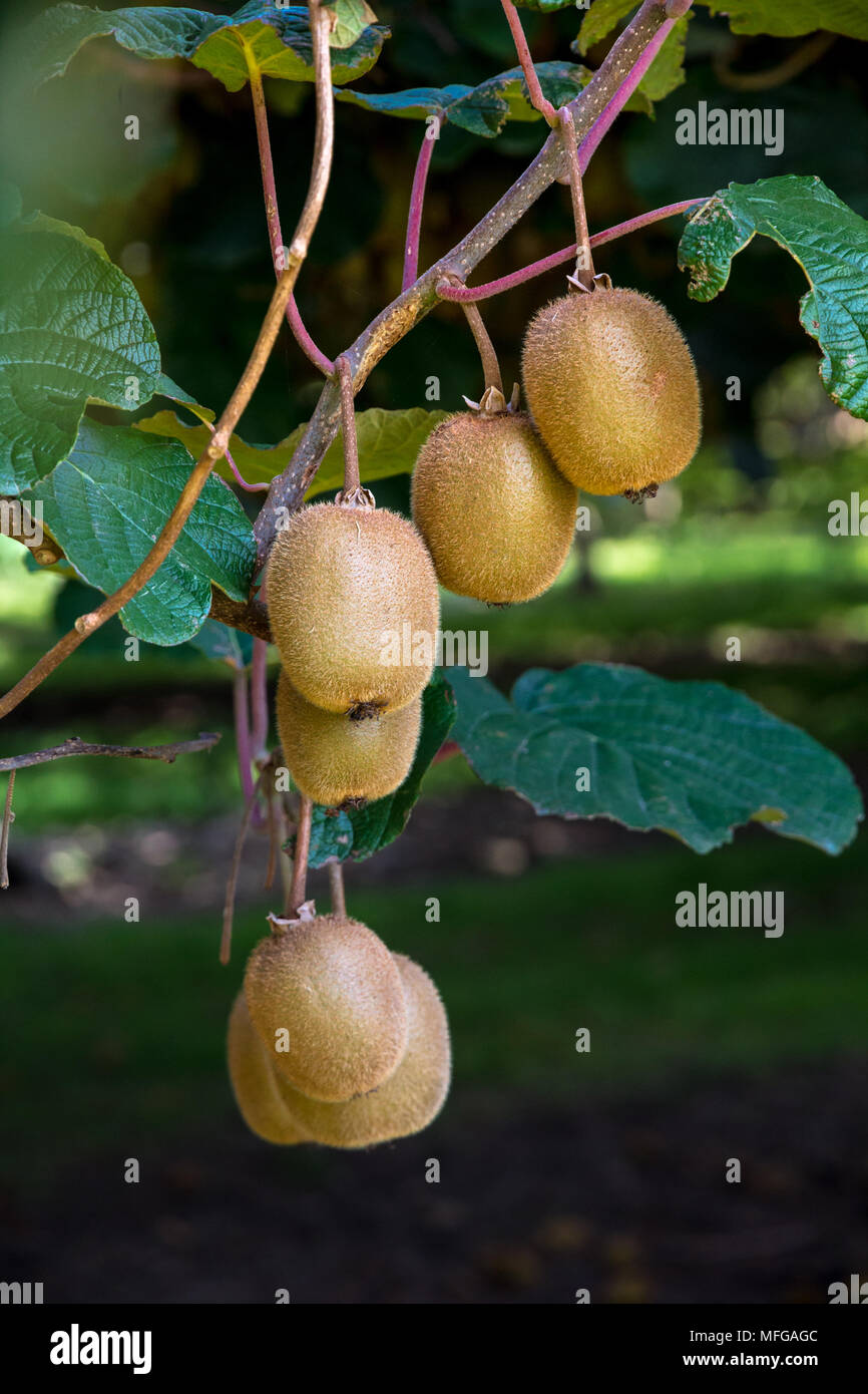 Vertical image of several brown, furry kiwi fruit hanging from slender ...