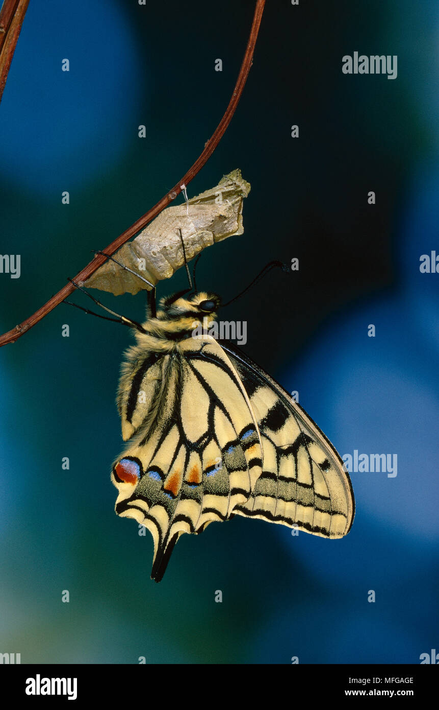 Insect spiracle hi-res stock photography and images - Alamy