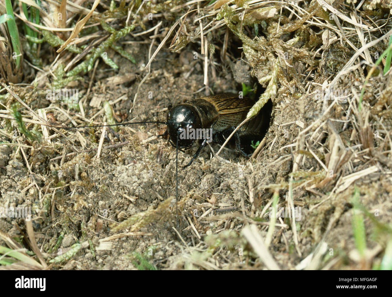 European field crickets hi-res stock photography and images - Alamy