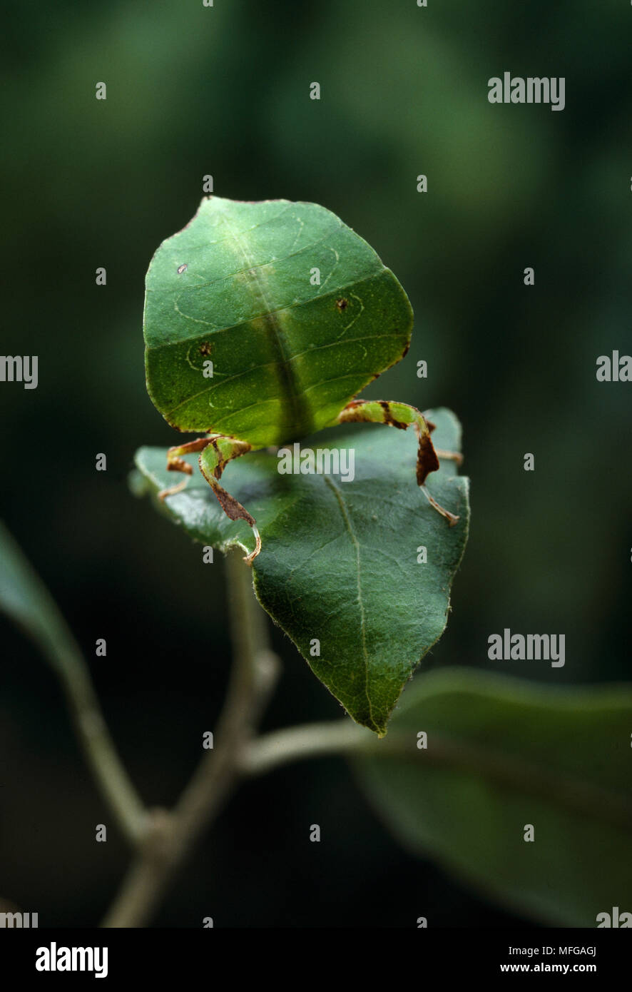 Insects of java hi-res stock photography and images - Alamy