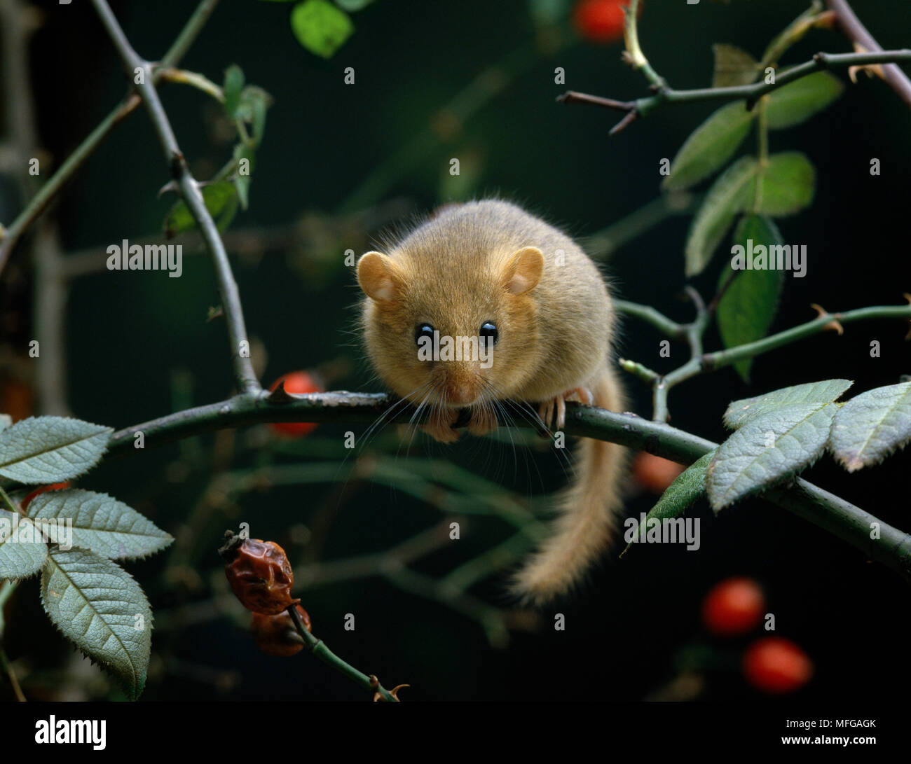 Doormouse hi-res stock photography and images - Alamy