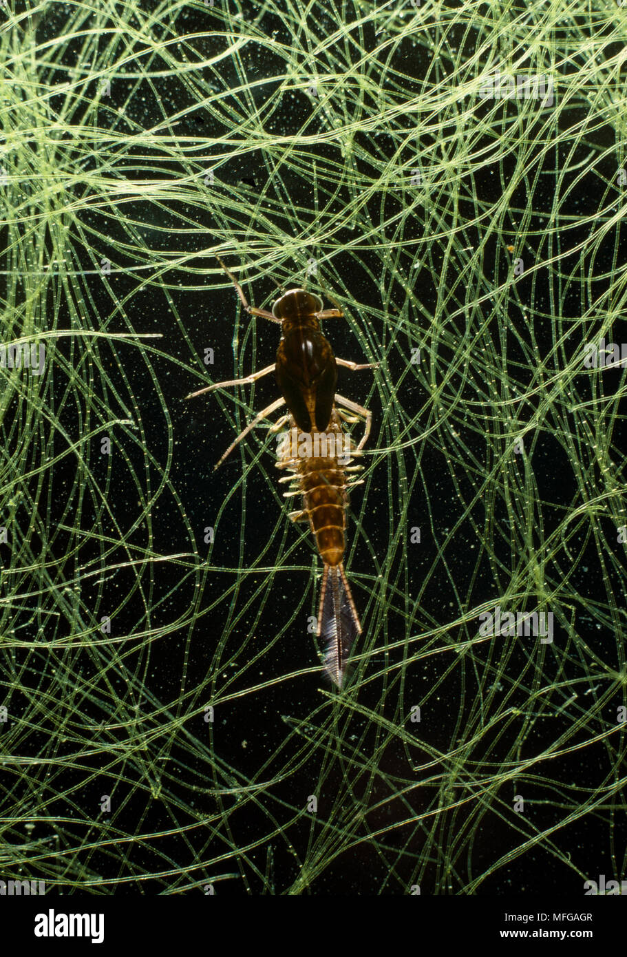 Mayfly larva hi-res stock photography and images - Alamy