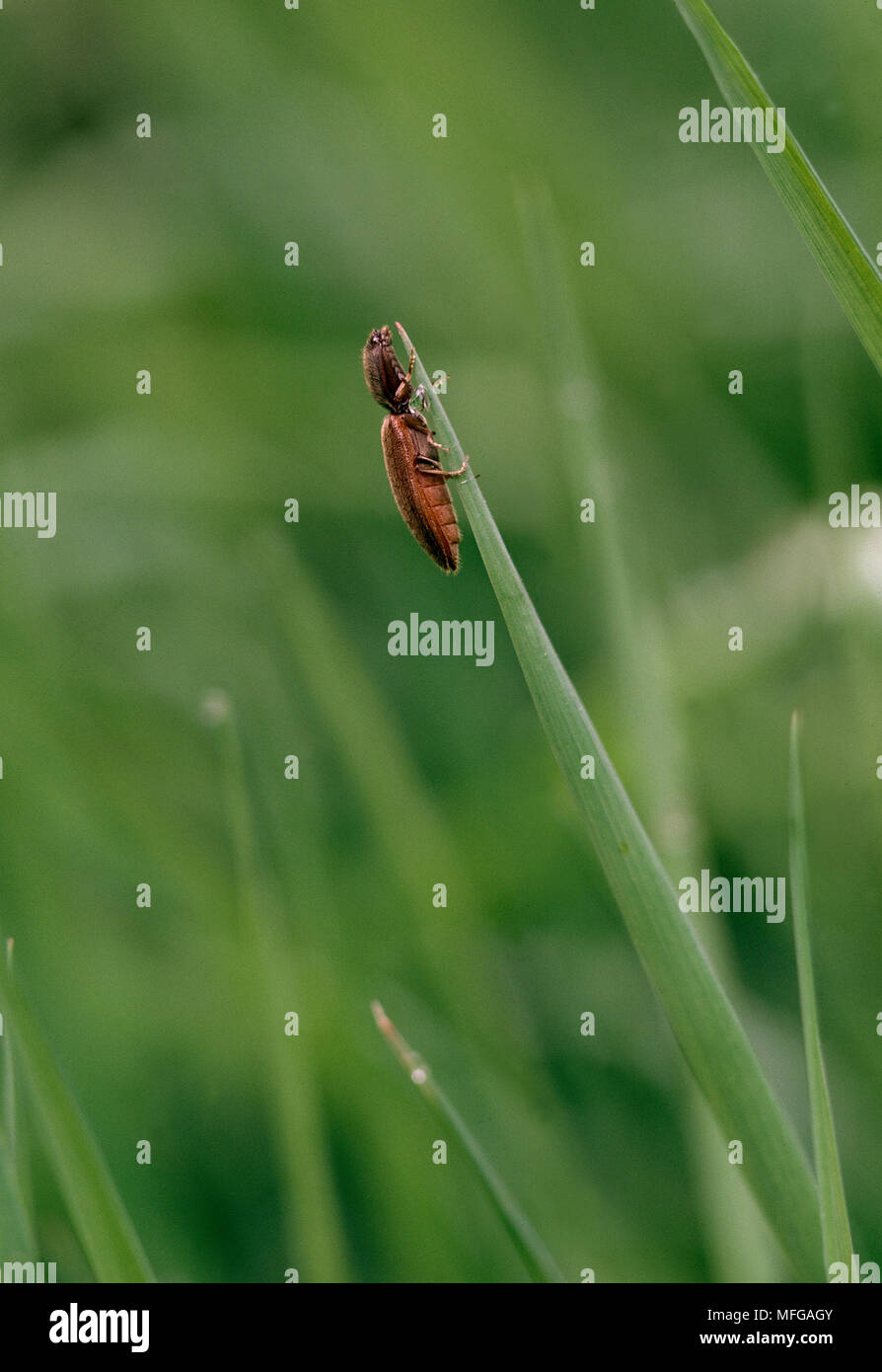 CLICK BEETLE (Denticollis sp.) UK Stock Photo - Alamy