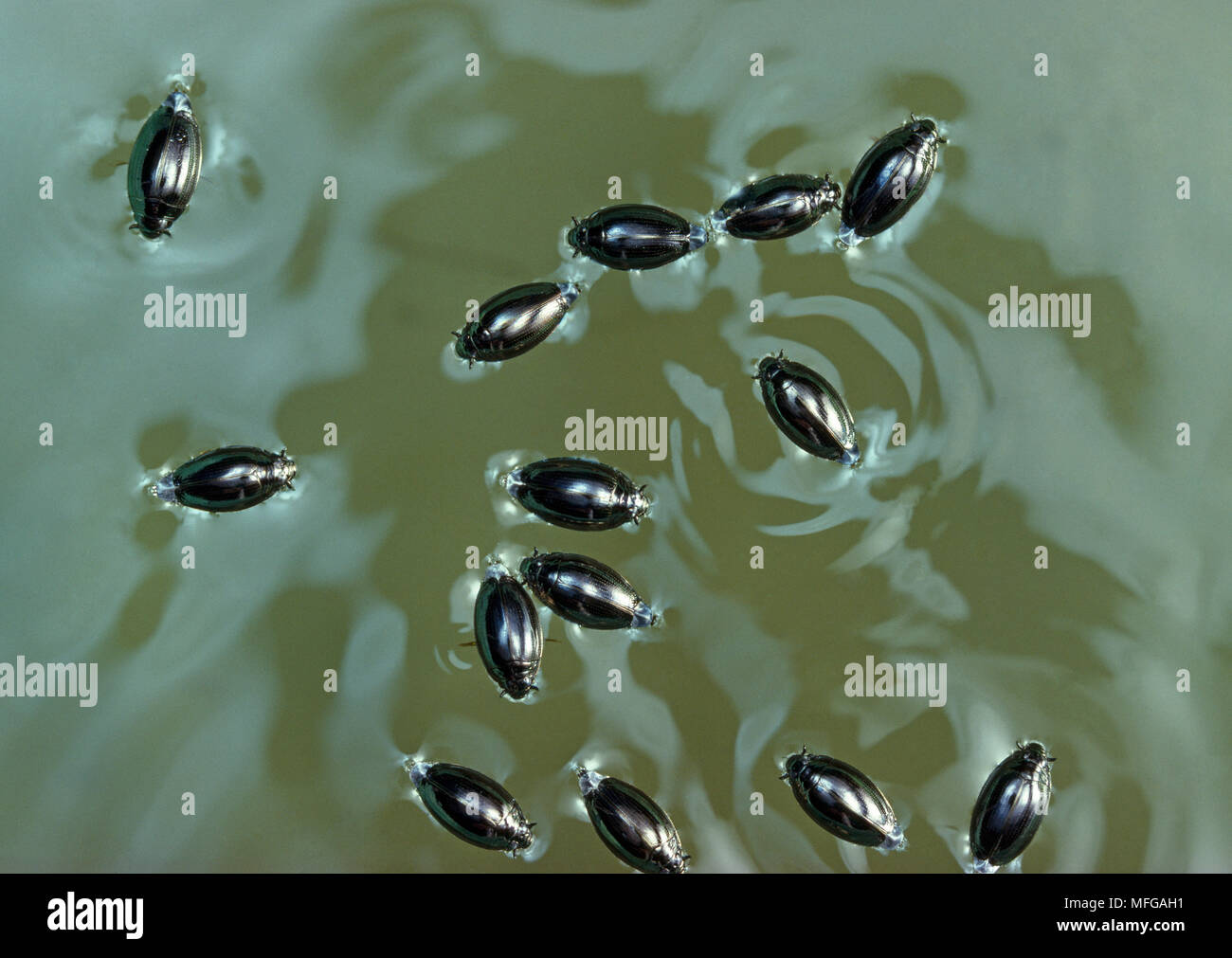 WHIRLIGIG BEETLES Gyrinus marinus Stock Photo - Alamy