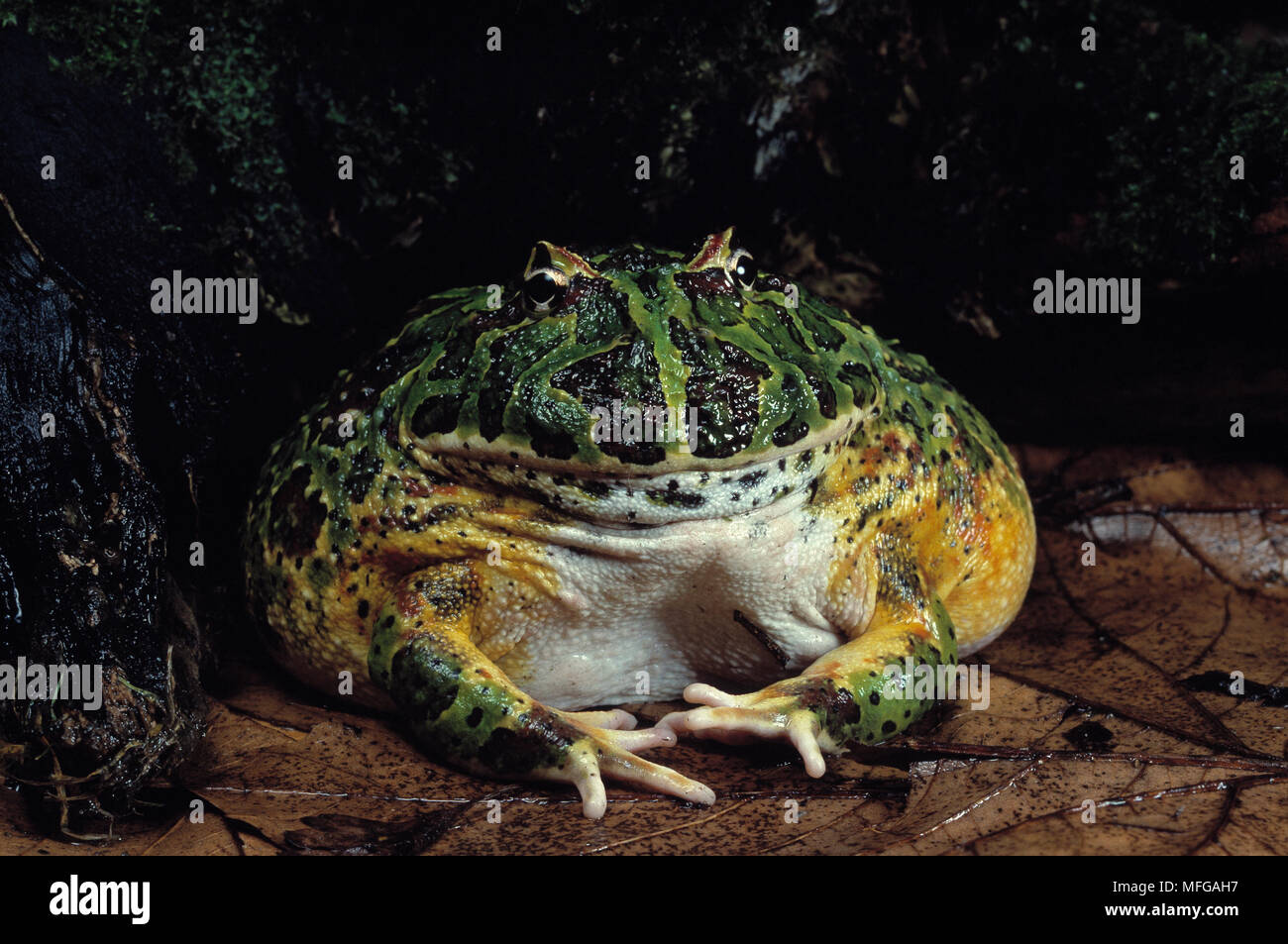 HORNED FROG Ceratophrys ornata Stock Photo - Alamy
