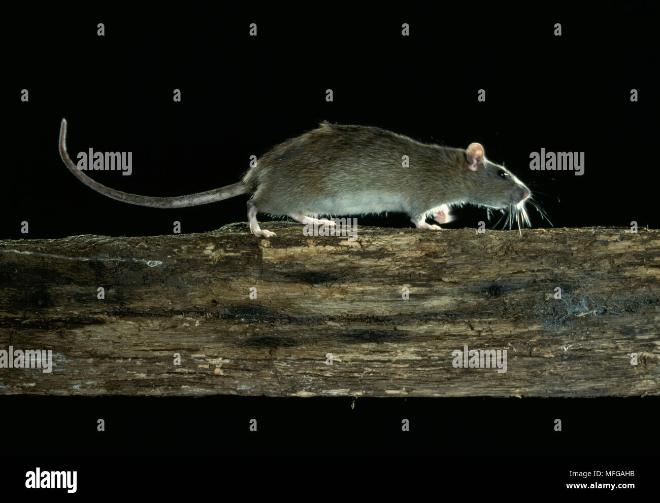BROWN RAT balancing on fence Rattus norvegicus Stock Photo - Alamy