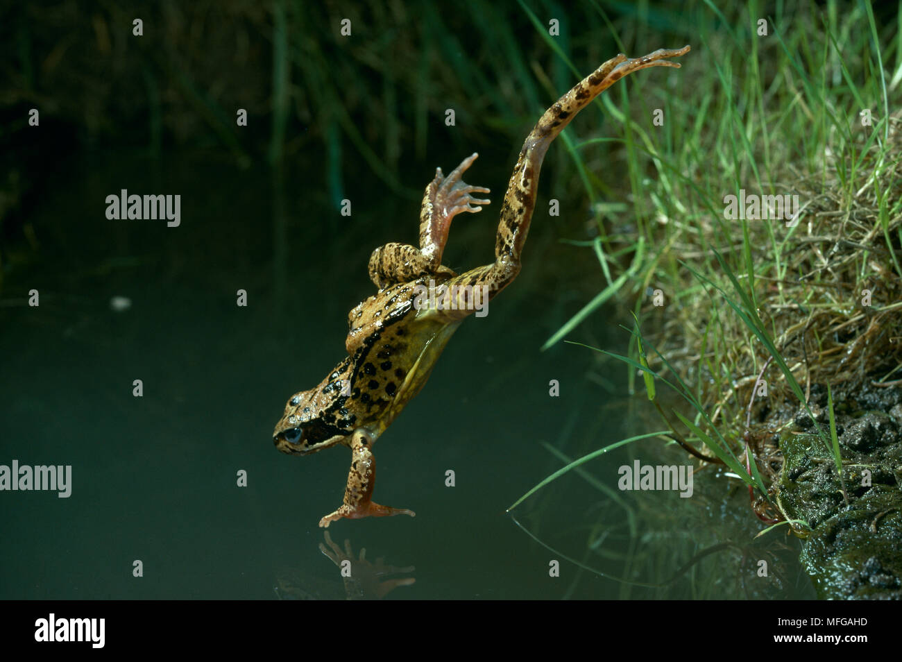 Rana Saltando Clipart