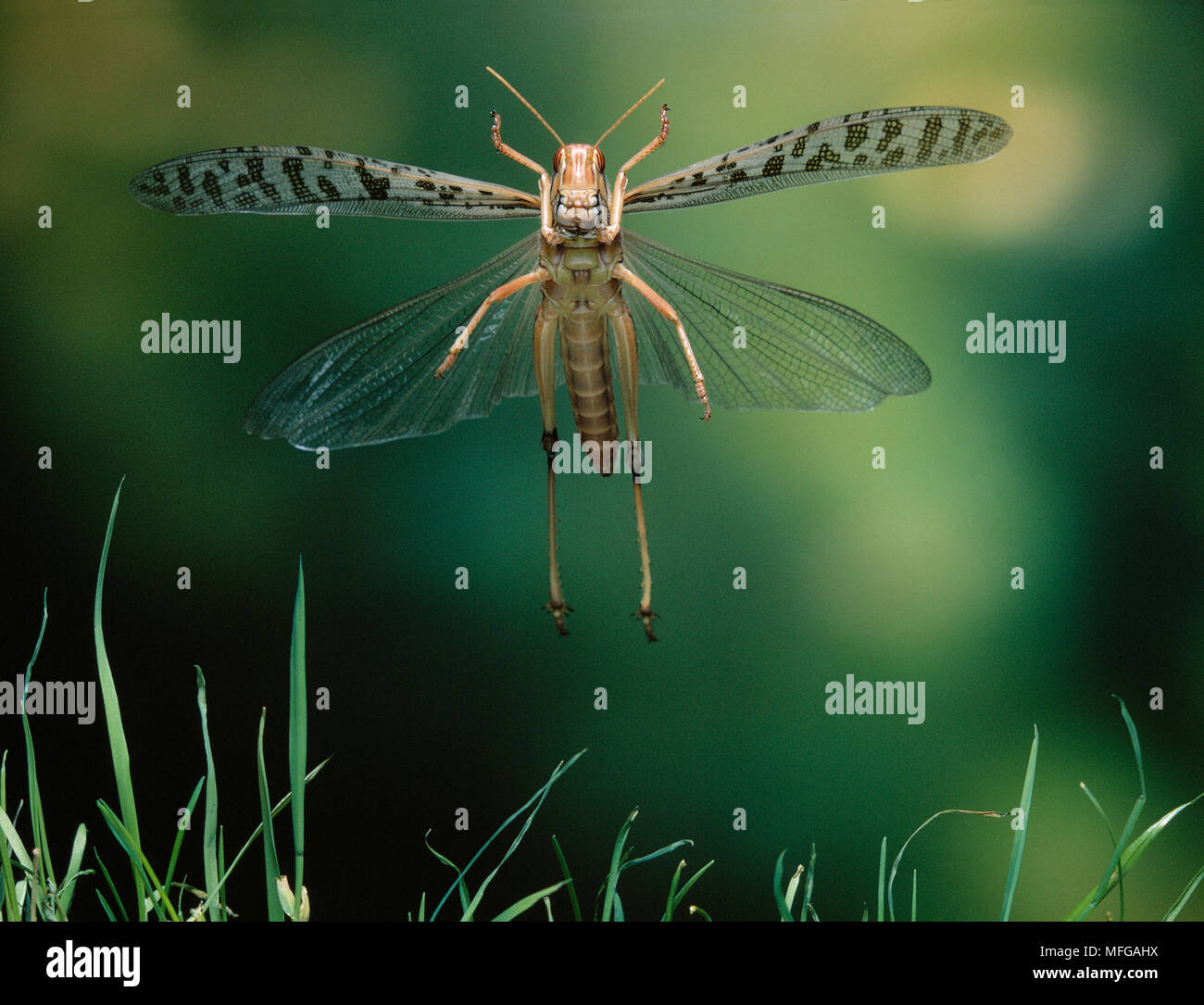Desert locust flying hi-res stock photography and images - Alamy