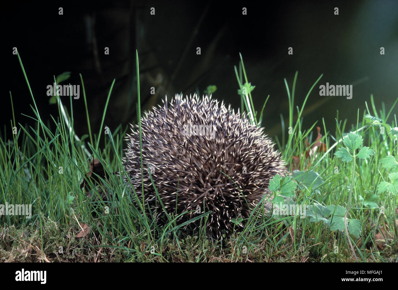 HEDGEHOG Erinaceus europaeus rolled into ball as defence Stock Photo ...