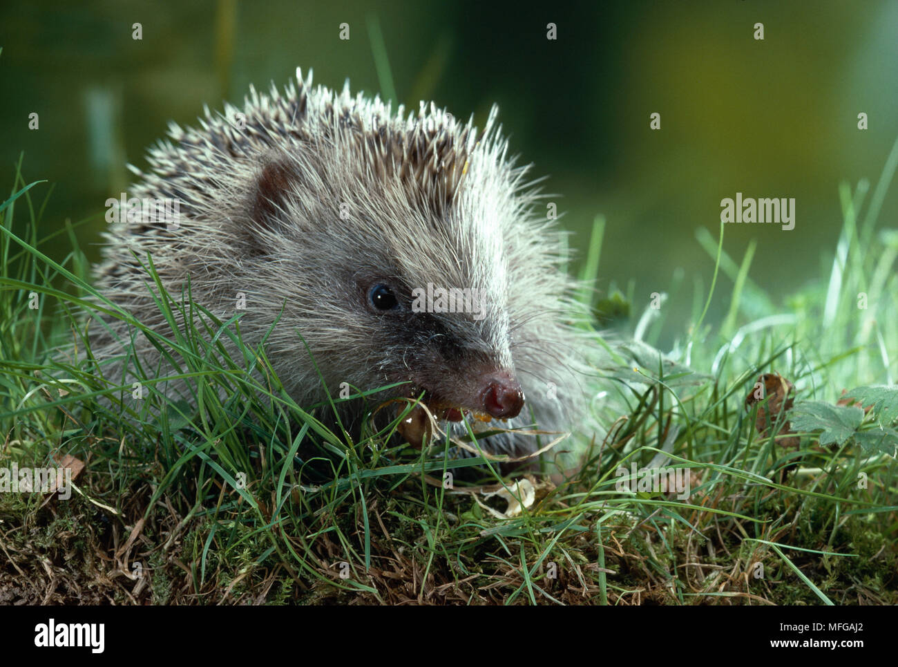 HEDGEHOG eating slug Erinaceus europaeus Stock Photo - Alamy