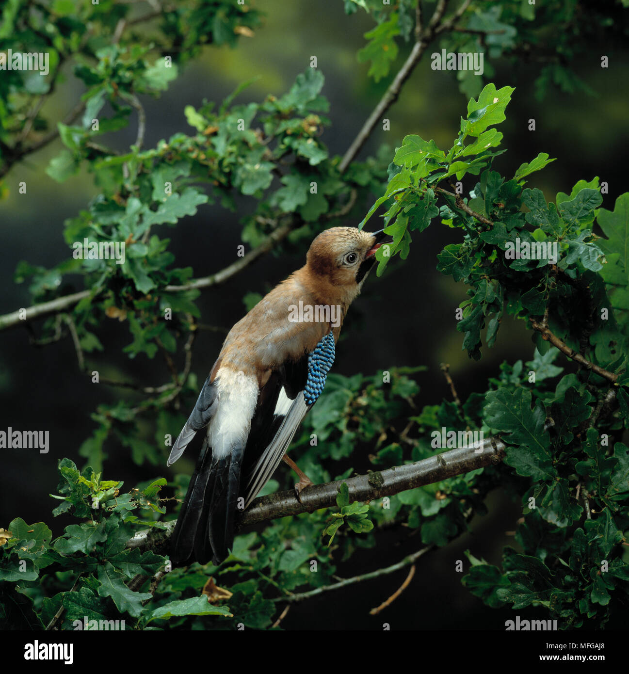 Acorn eating birds hi-res stock photography and images - Alamy