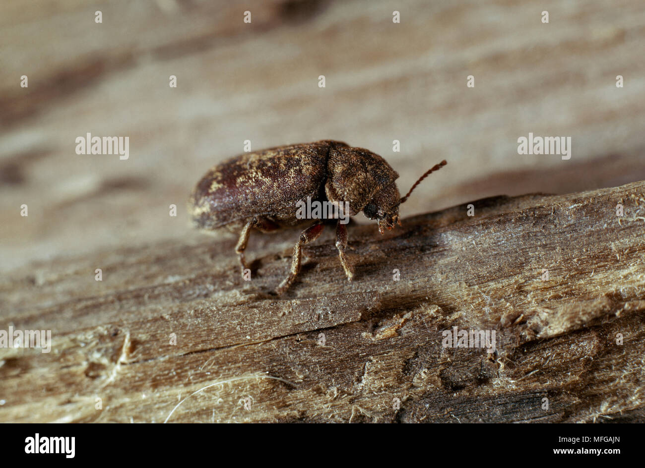 Deathwatch beetle hi-res stock photography and images - Alamy