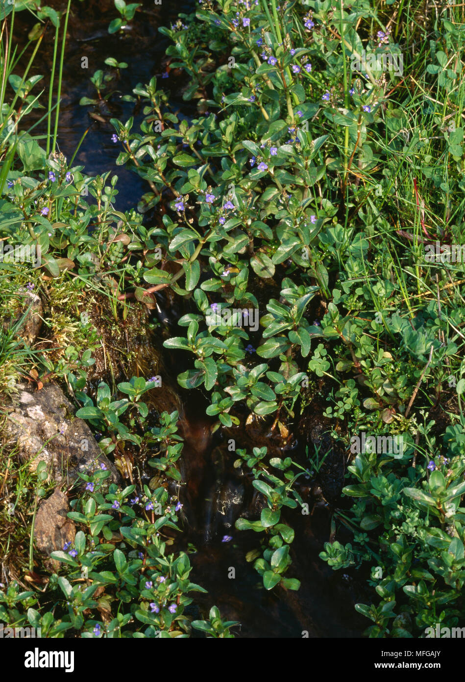 BROOKLIME by water Veronica beccabunga Stock Photo - Alamy