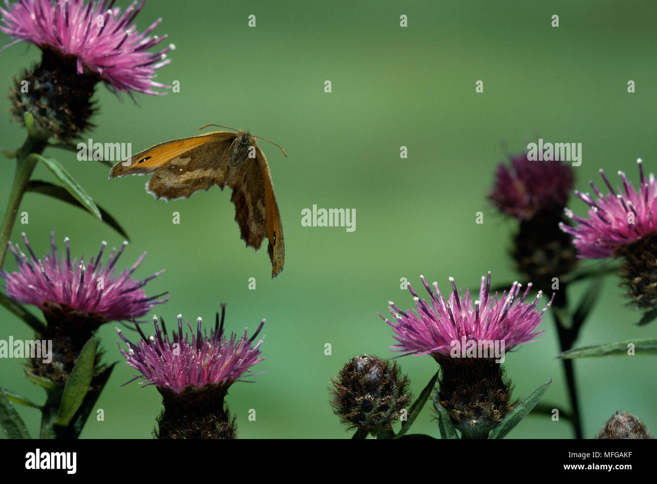 GATEKEEPER or HEDGE BROWN BUTTERFLY Pyronia tithonus in flight Stock ...