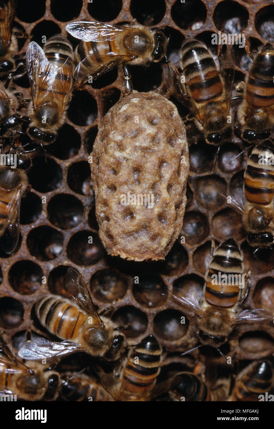 Queen cell hi-res stock photography and images - Alamy
