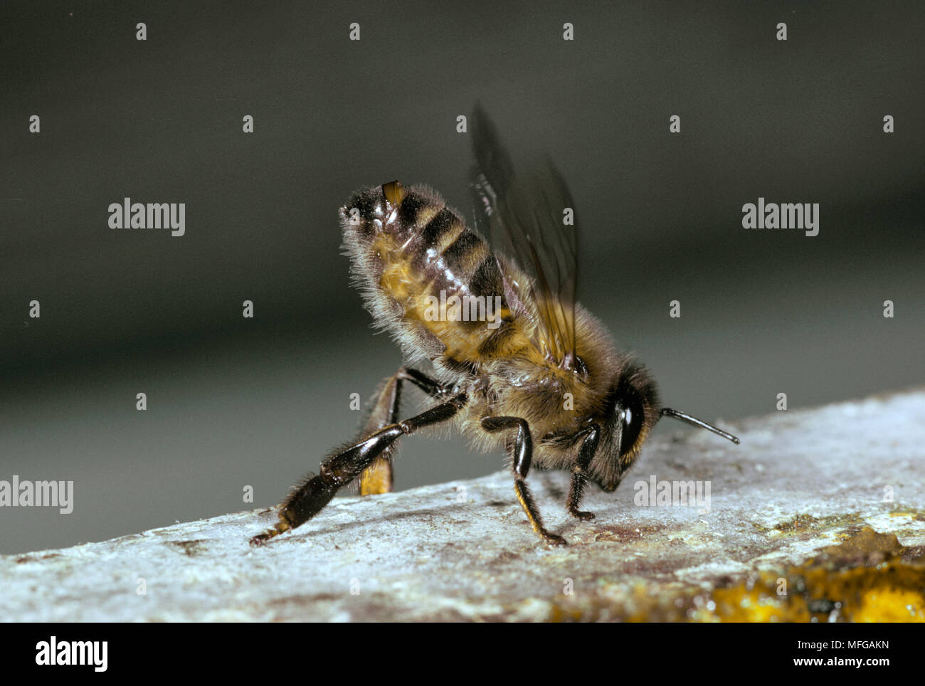 HONEYBEE showing scent gland Apis mellifera fanning to cool hive Stock ...