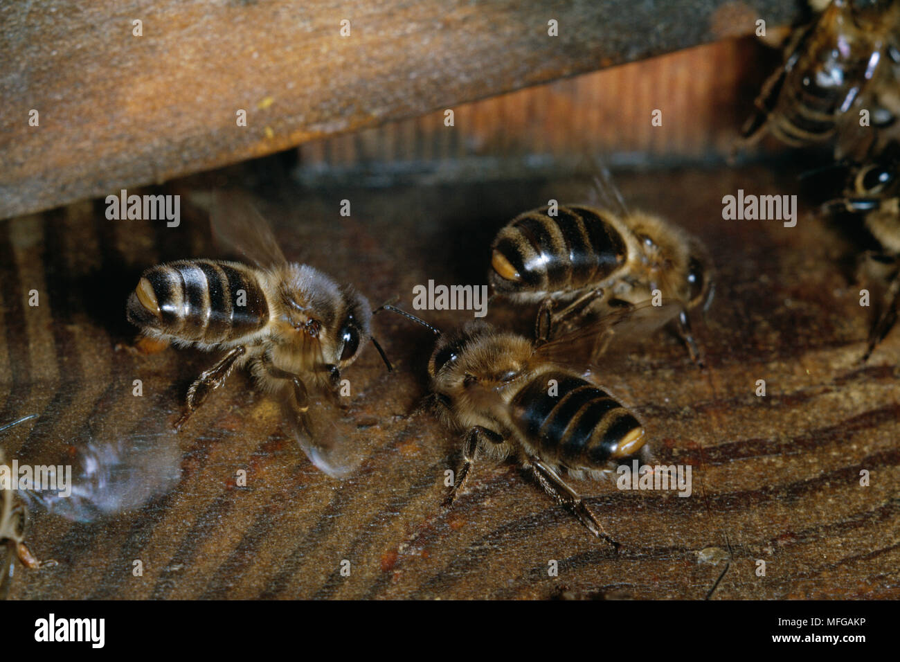 Bee fanning hive hi-res stock photography and images - Alamy