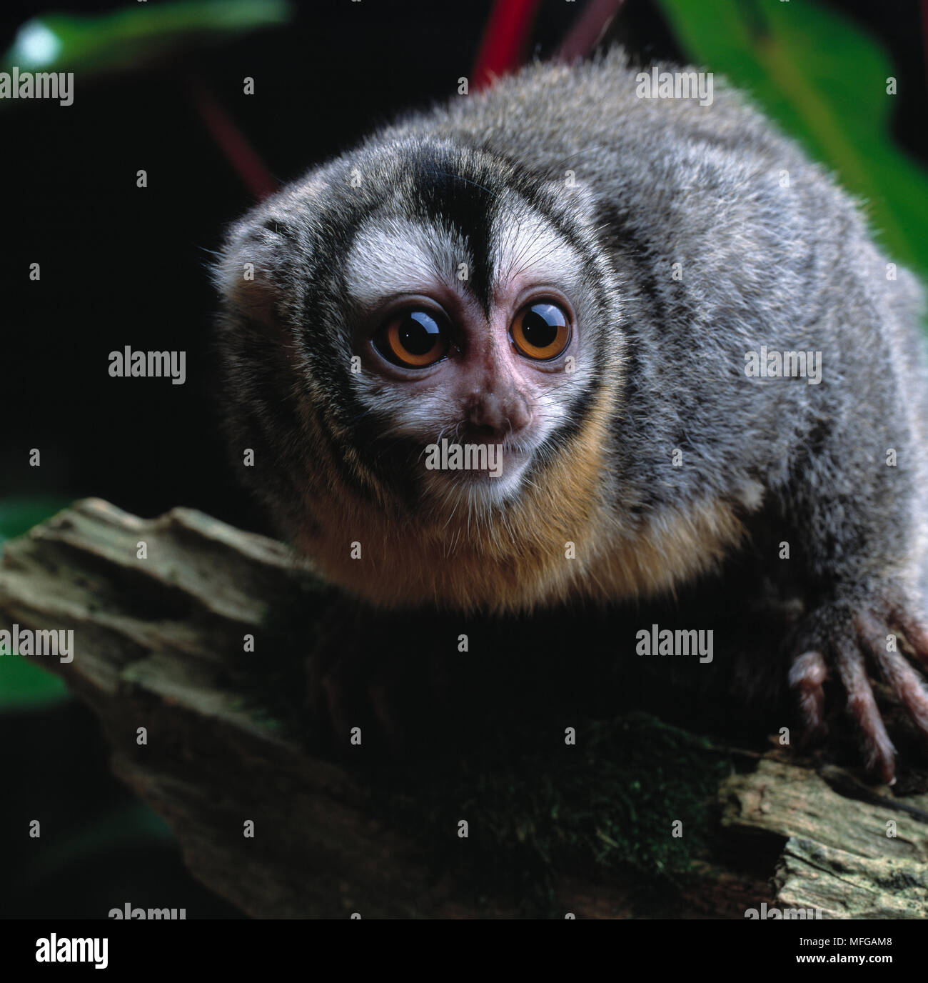 Aotus trivirgatus hi-res stock photography and images - Alamy