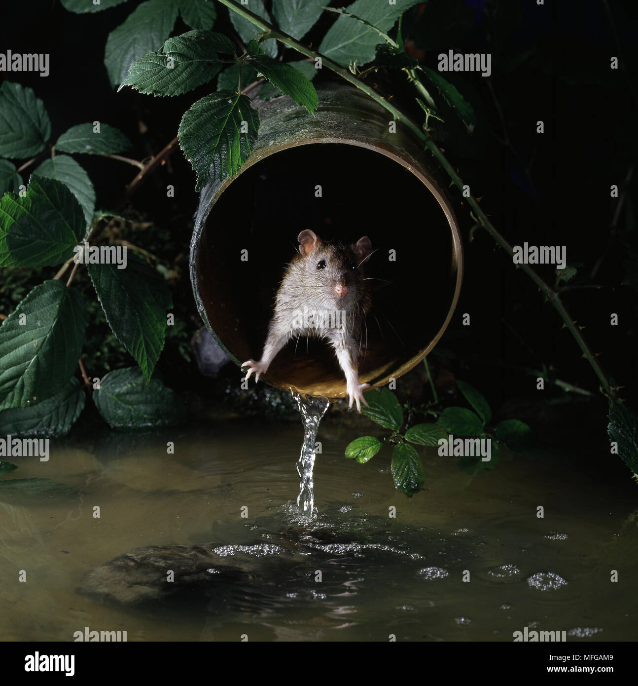 BROWN RAT in drainage pipe Rattus norvegicus Stock Photo - Alamy