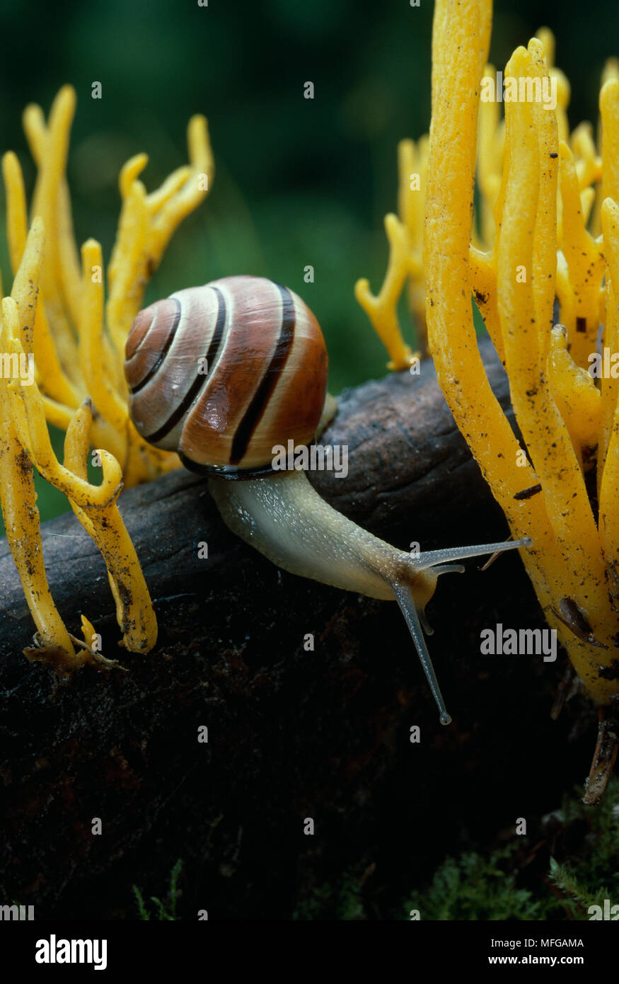 BANDED SNAIL Cepaea nemoralis on log with yellow fungi Stock Photo - Alamy
