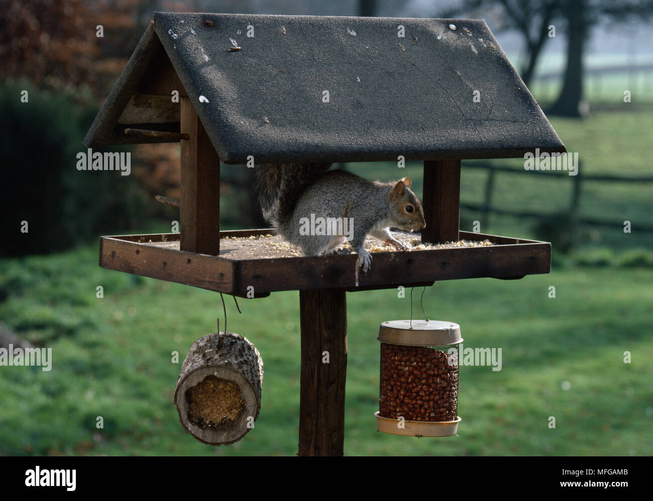 GREY SQUIRREL at bird table Sciurus carolinensis Stock Photo - Alamy