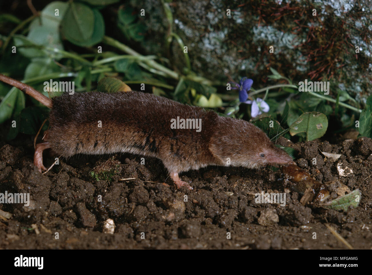 COMMON SHREW Sorex araneus eating slug prey Stock Photo - Alamy