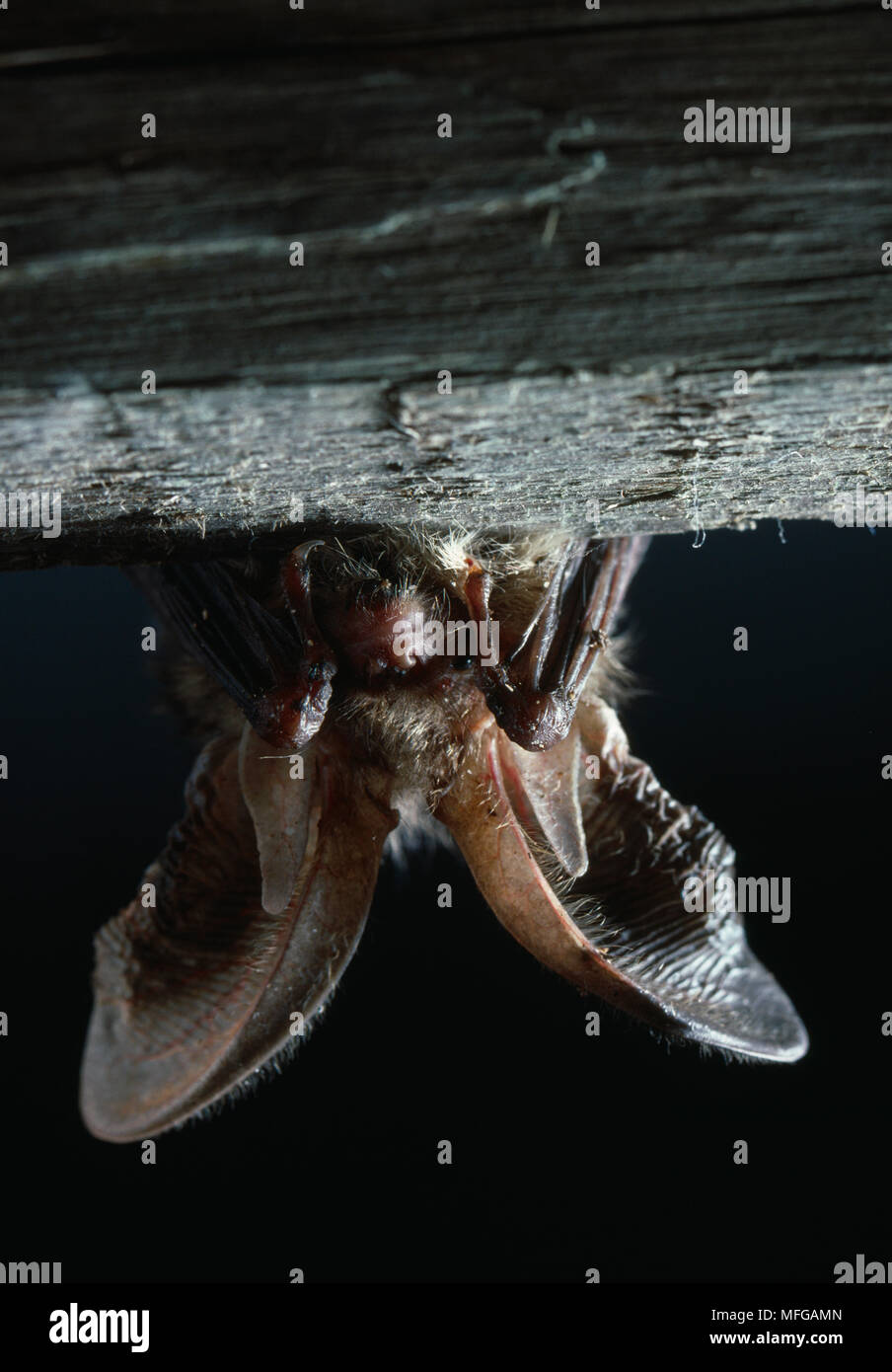 Bats roosting uk hi-res stock photography and images - Alamy