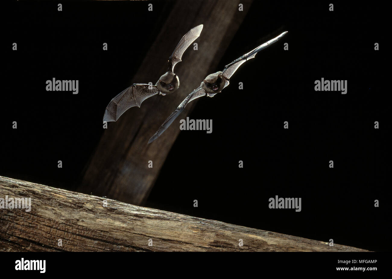 Flying bats british hi-res stock photography and images - Alamy