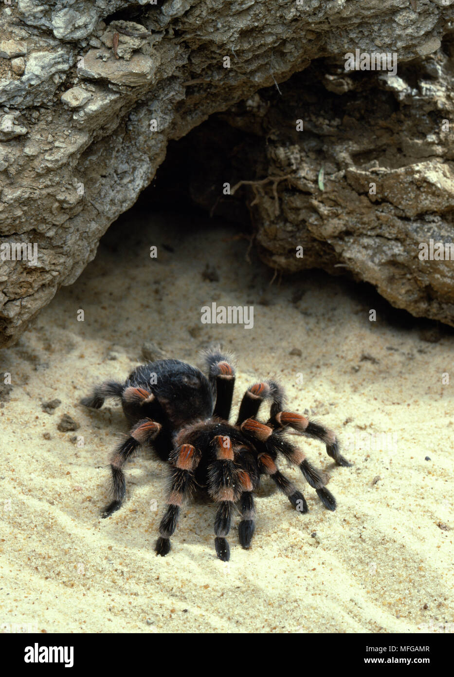 MEXICAN RED-KNEED TARANTULA Brachypelma smithi Stock Photo - Alamy