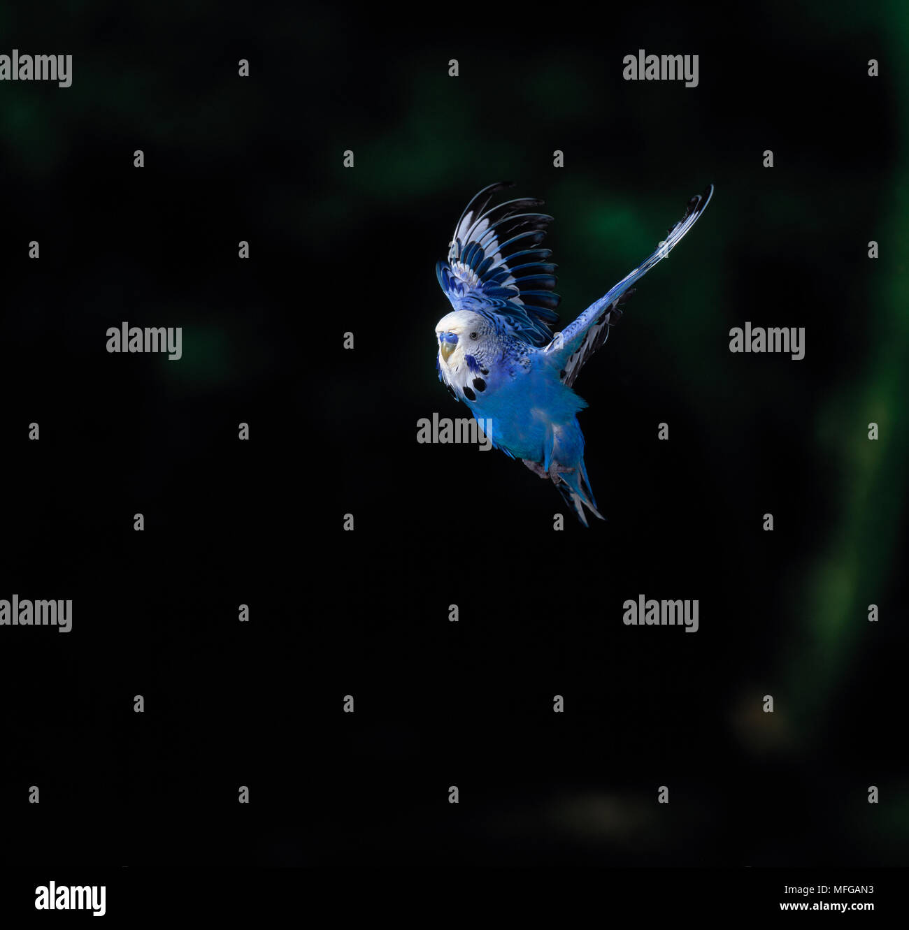 BUDGERIGAR in flight Melopsittacus undulatus Stock Photo - Alamy