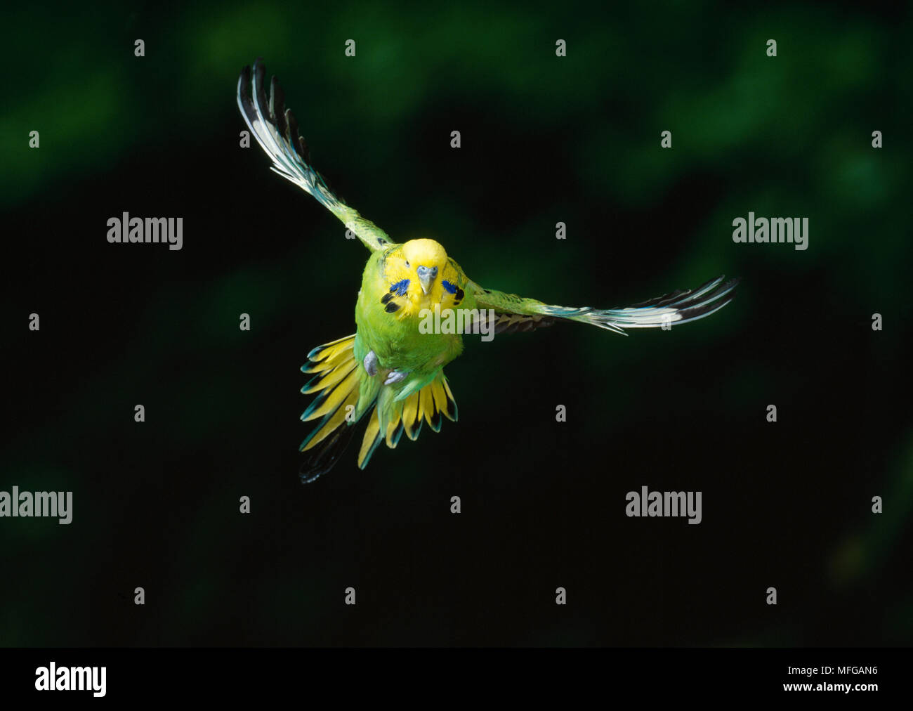 Budgerigar flying hi-res stock photography and images - Alamy