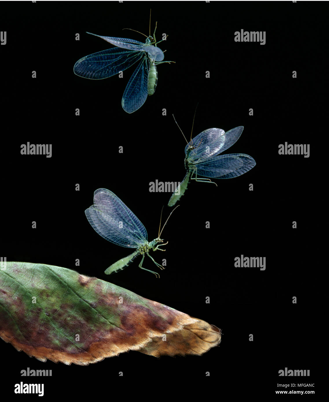 GREEN LACEWING in flight (multiflash) Chrysopa sp Stock Photo - Alamy