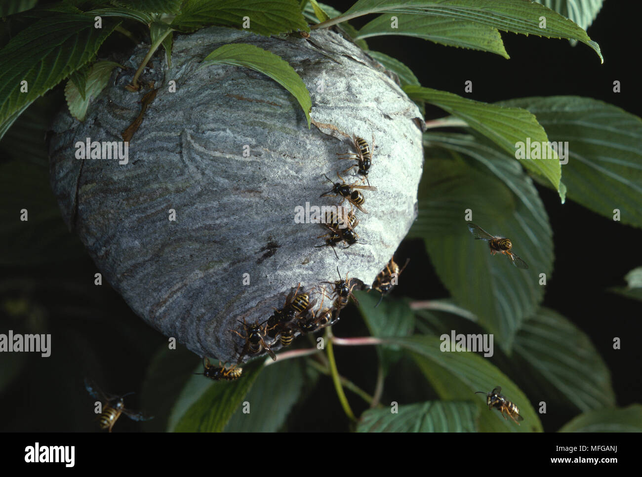 TREE WASPS on nest in tree Dolichovespula sylvestris Stock Photo - Alamy