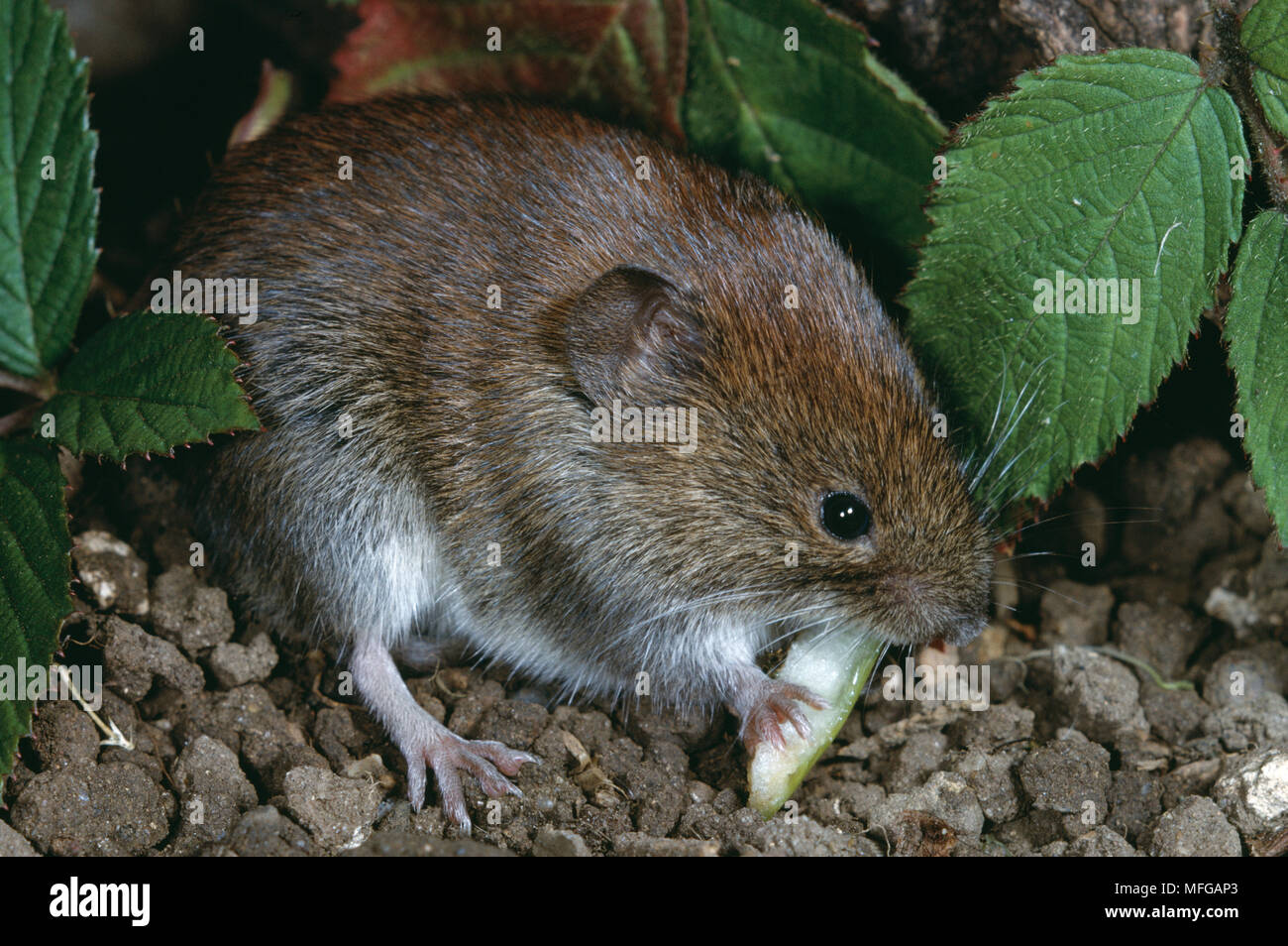 BANK VOLE Clethrionomys glareolus eating plant stem Stock Photo - Alamy