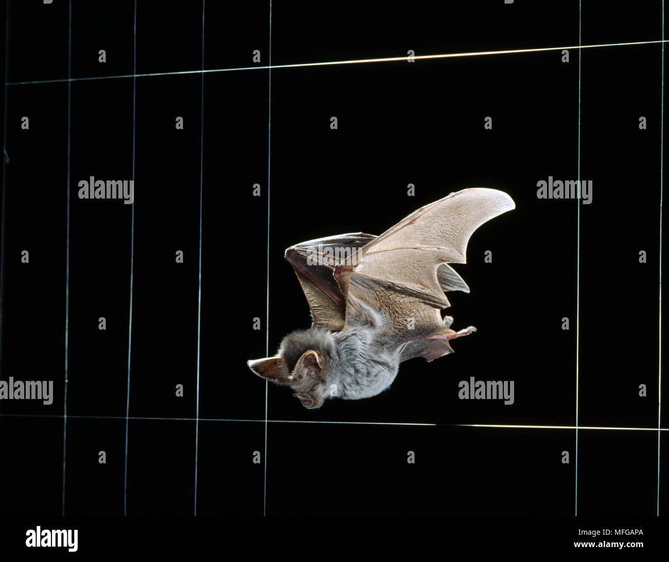 Flying Vampire Bat