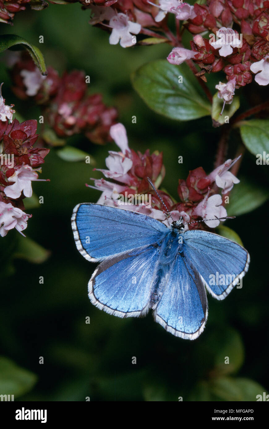 ADONIS BLUE BUTTERFLY Lysandra bellargus on blossom, wings open Stock ...