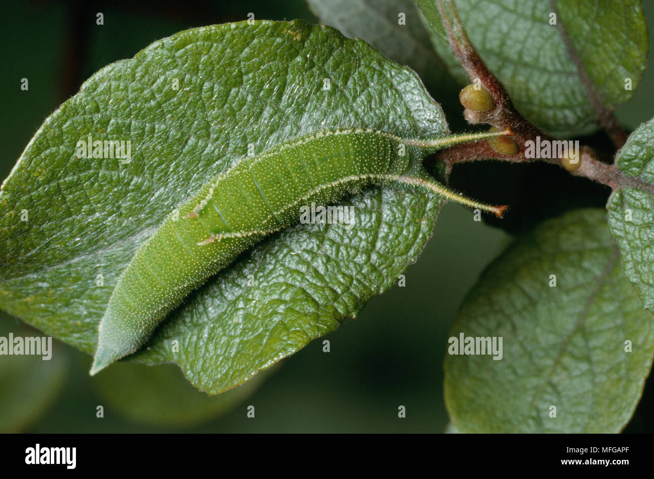 Apatura ilia substituta hi-res stock photography and images - Alamy