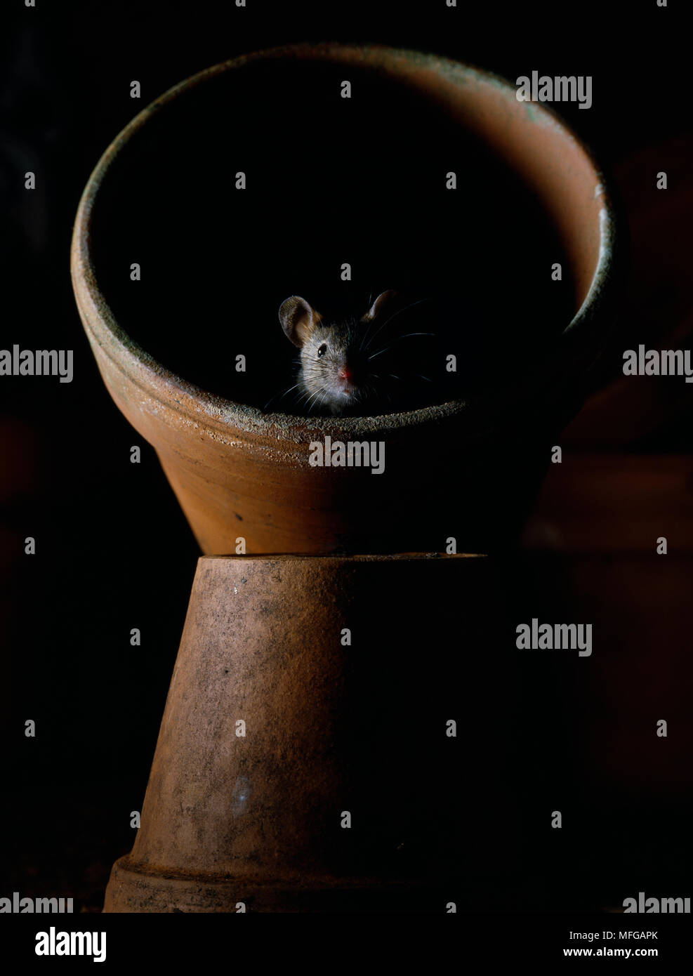 House mouse uk garden hi-res stock photography and images - Alamy